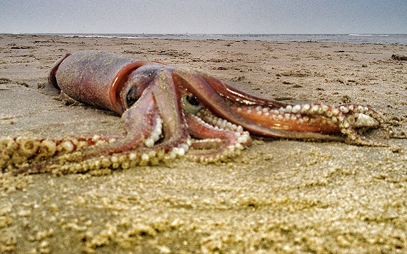 Inktvis Walgend Gezicht Inktvis Uit De Noordzee Razend Populair | De