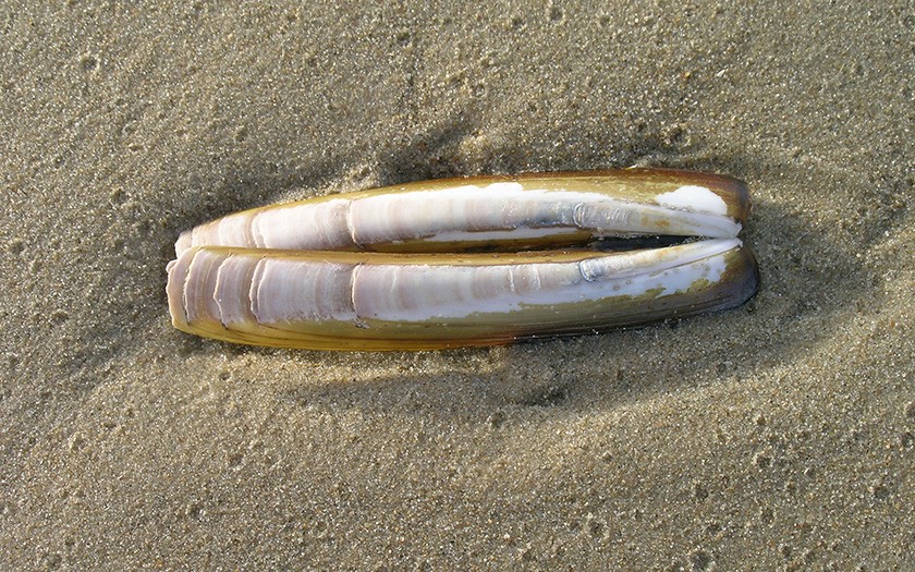 Schelp Op Het Strand Nature Today | Vertellen Over Schelpen