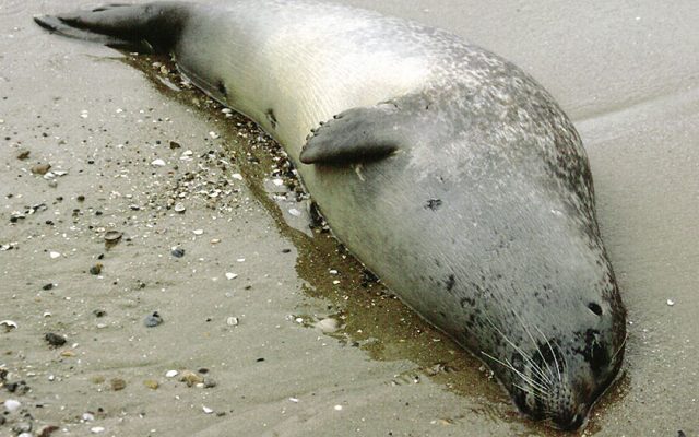 Gewone zeehond: kennis en weetjes | Ecomare Texel