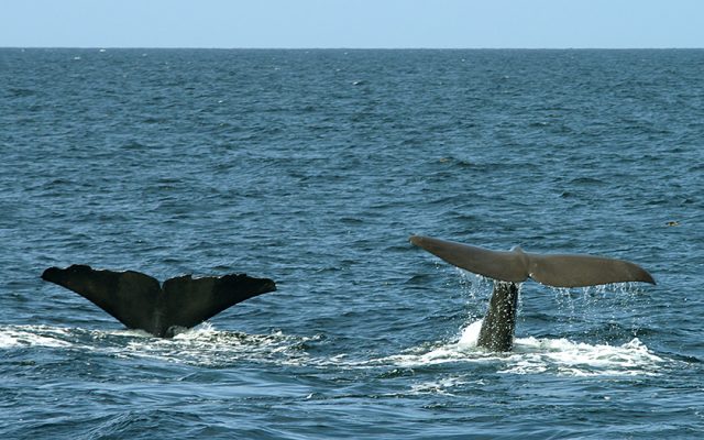 Walvissen: kennis en weetjes | Ecomare Texel