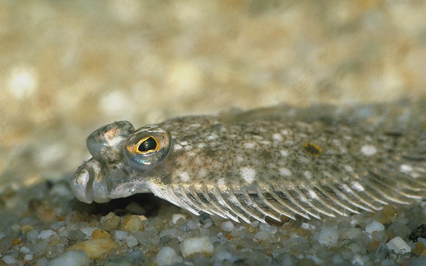 Plattfische: Wissen und Wissenswertes | Ecomare Texel