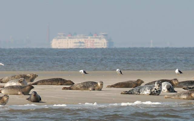 Gewone zeehond: kennis en weetjes | Ecomare Texel