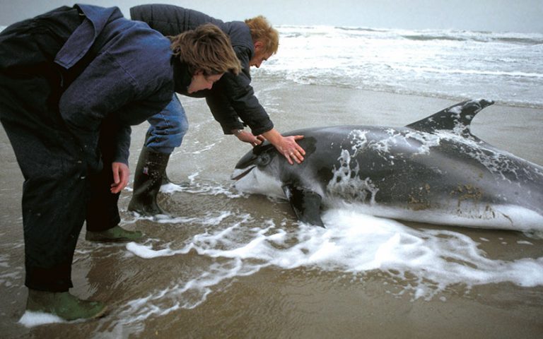 Dolfijnen, kennis en weetjes | Ecomare Texel