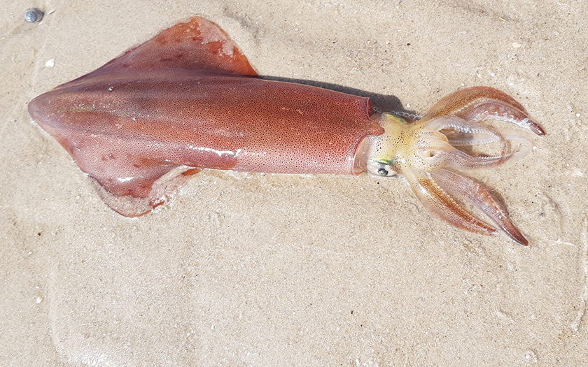 Inktvis Walgend Gezicht Inktvis Uit De Noordzee Razend Populair | De